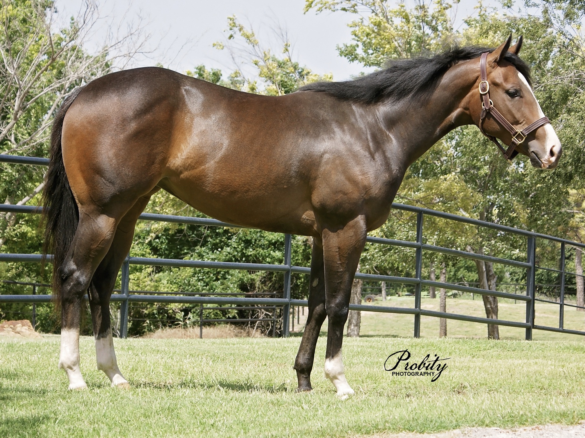 Lethal Perry — Canadian River QH