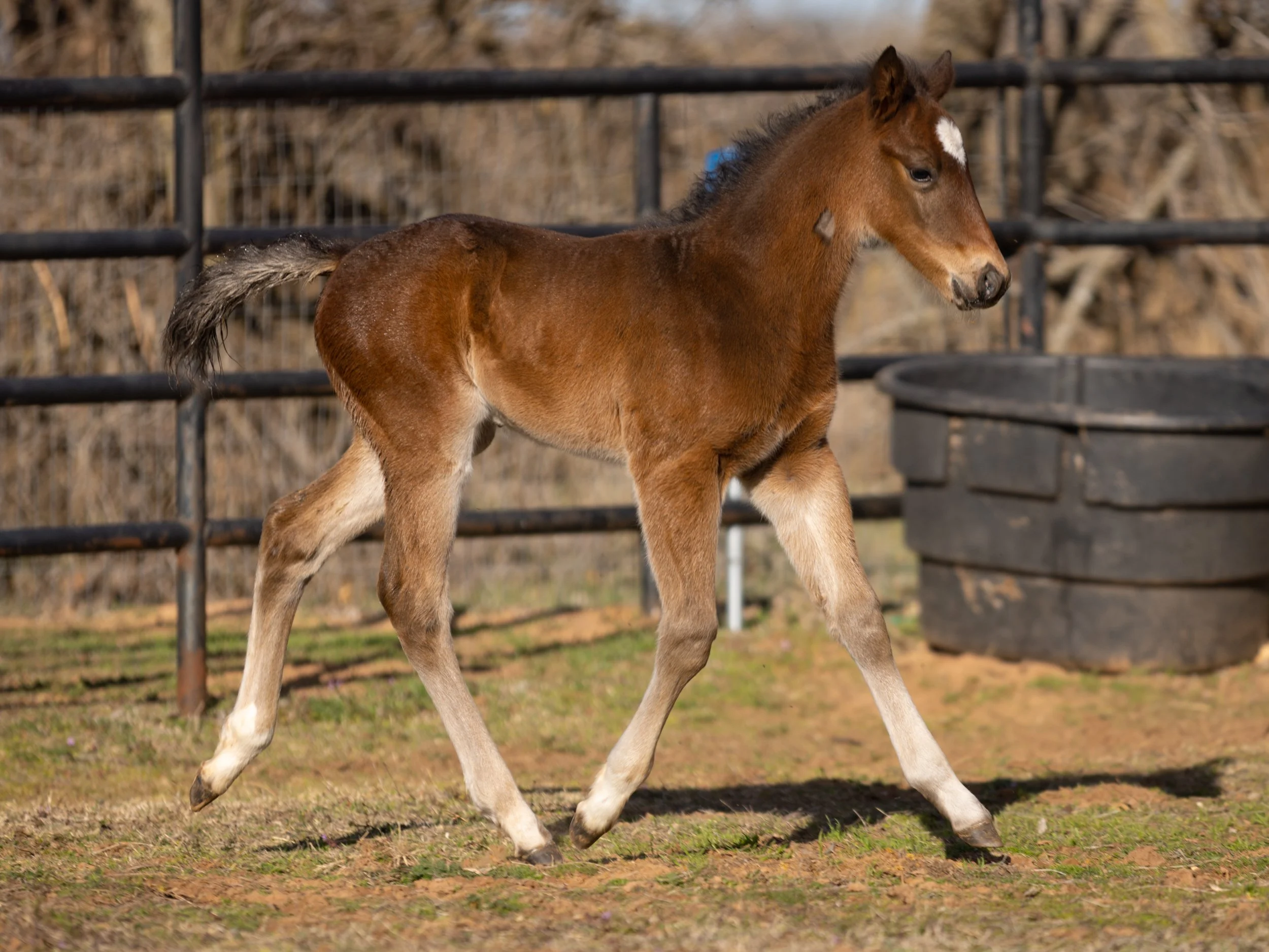 2023 Performance Prospects — Canadian River QH