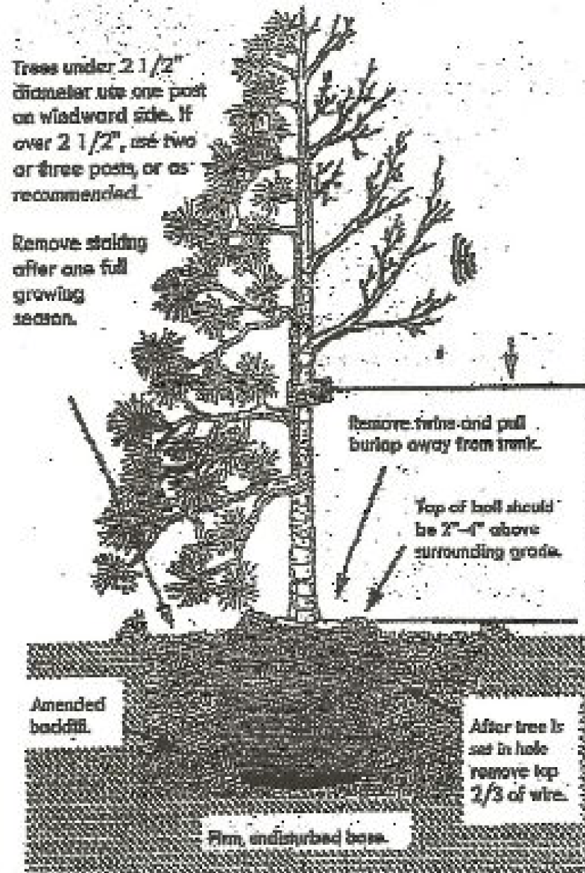 Helpful Planting Tips - Harmony Gardens - Fort Collins - Brighton ...