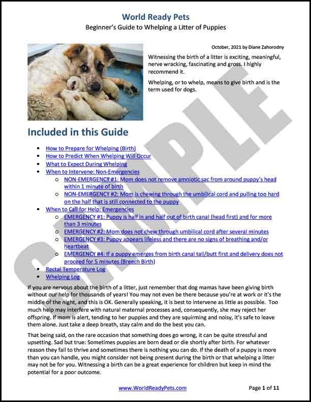 How Can I Help My Breech Puppy Turn