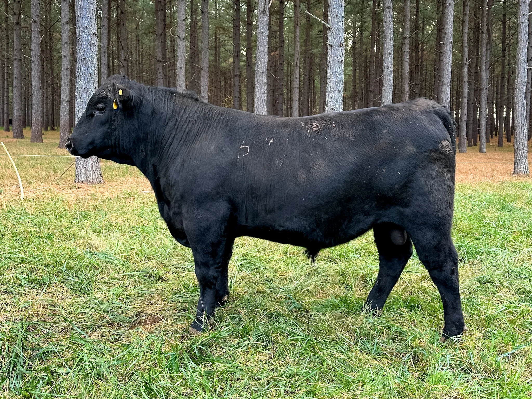 Cattle For Sale — Bravo Cattle