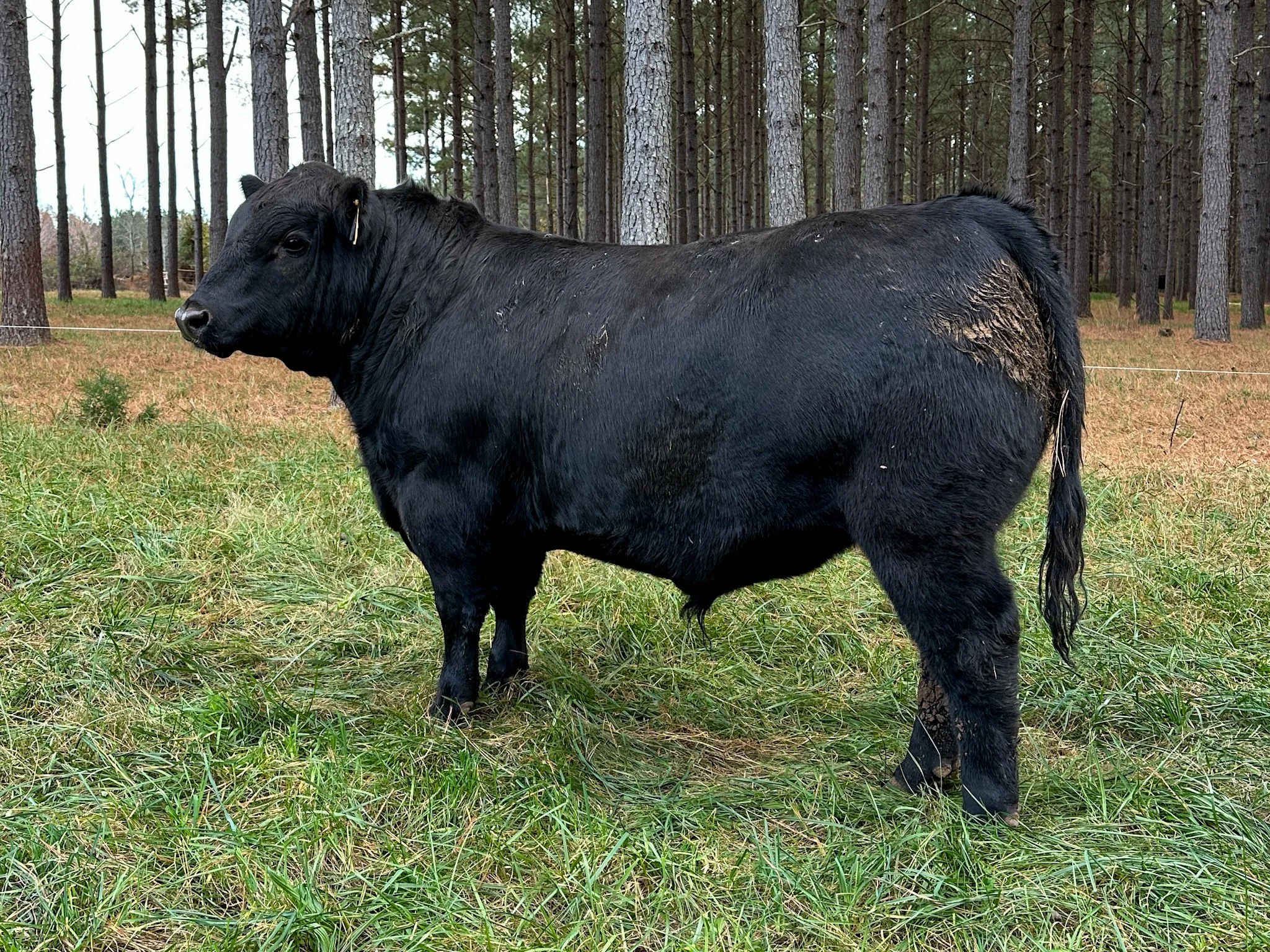 Cattle For Sale — Bravo Cattle