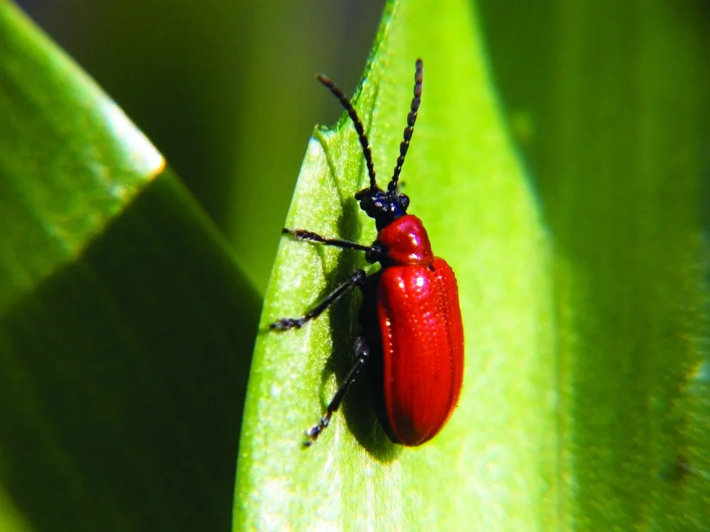 How an Asian Bug Wound Up in Your Dining Room — CLAIR & CO