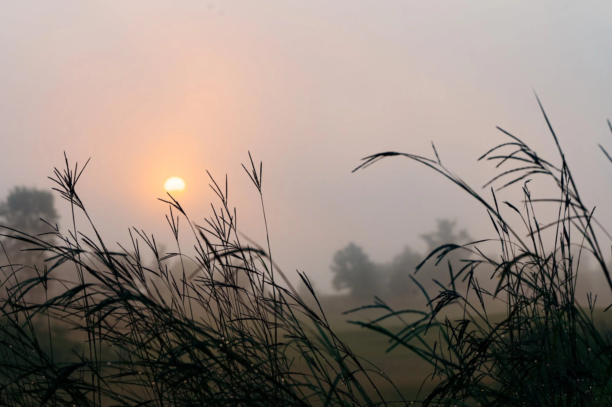 SEDGE VALLEY — Jeff Marsh Golf Photographer