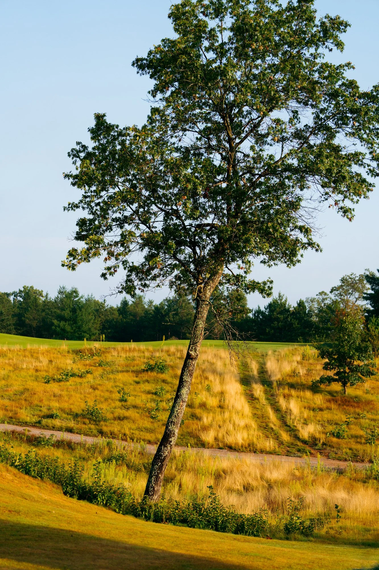 SEDGE VALLEY — Jeff Marsh Golf Photographer