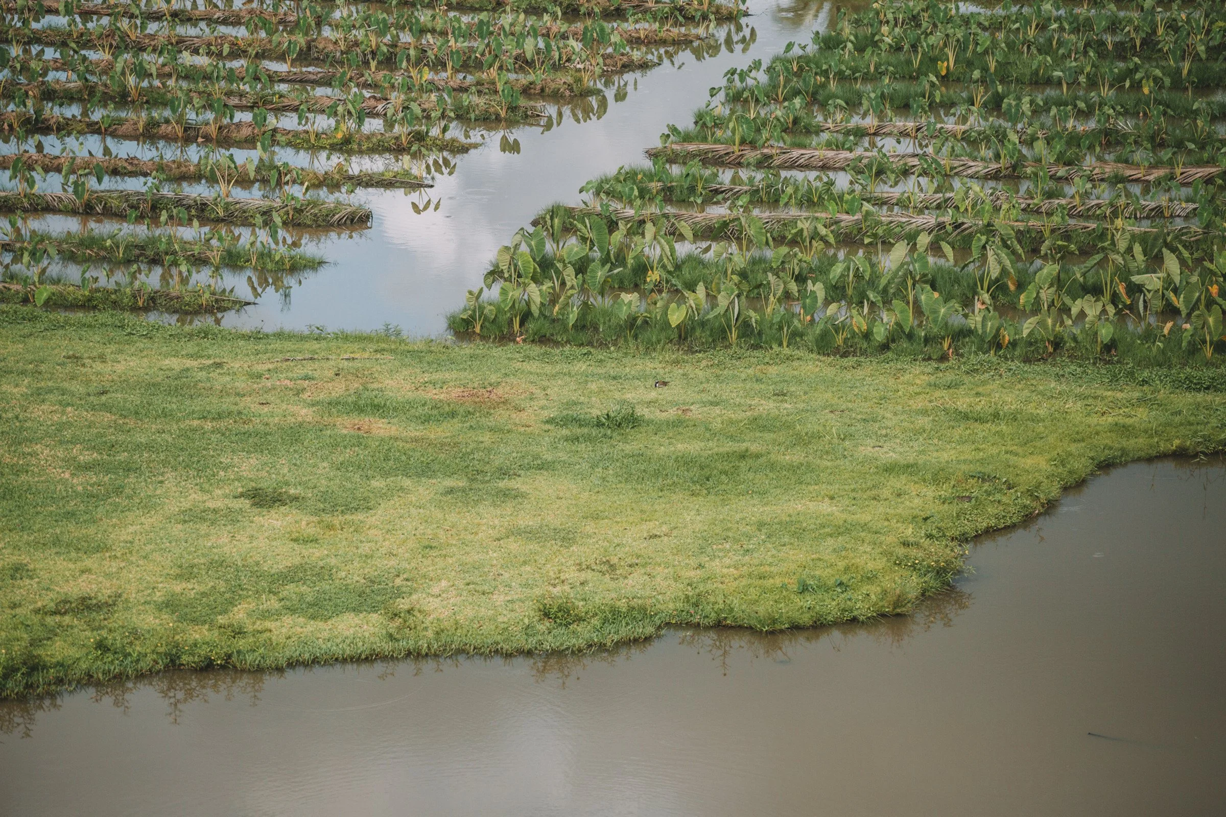 Celebrate November 28, 2023 — Lā Kūʻokoʻa – A Celebration of Hawaiian ...