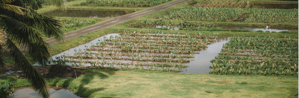 THE HAPA TEAM | Empower Community Today — HAPA: Hawai'i Alliance for ...
