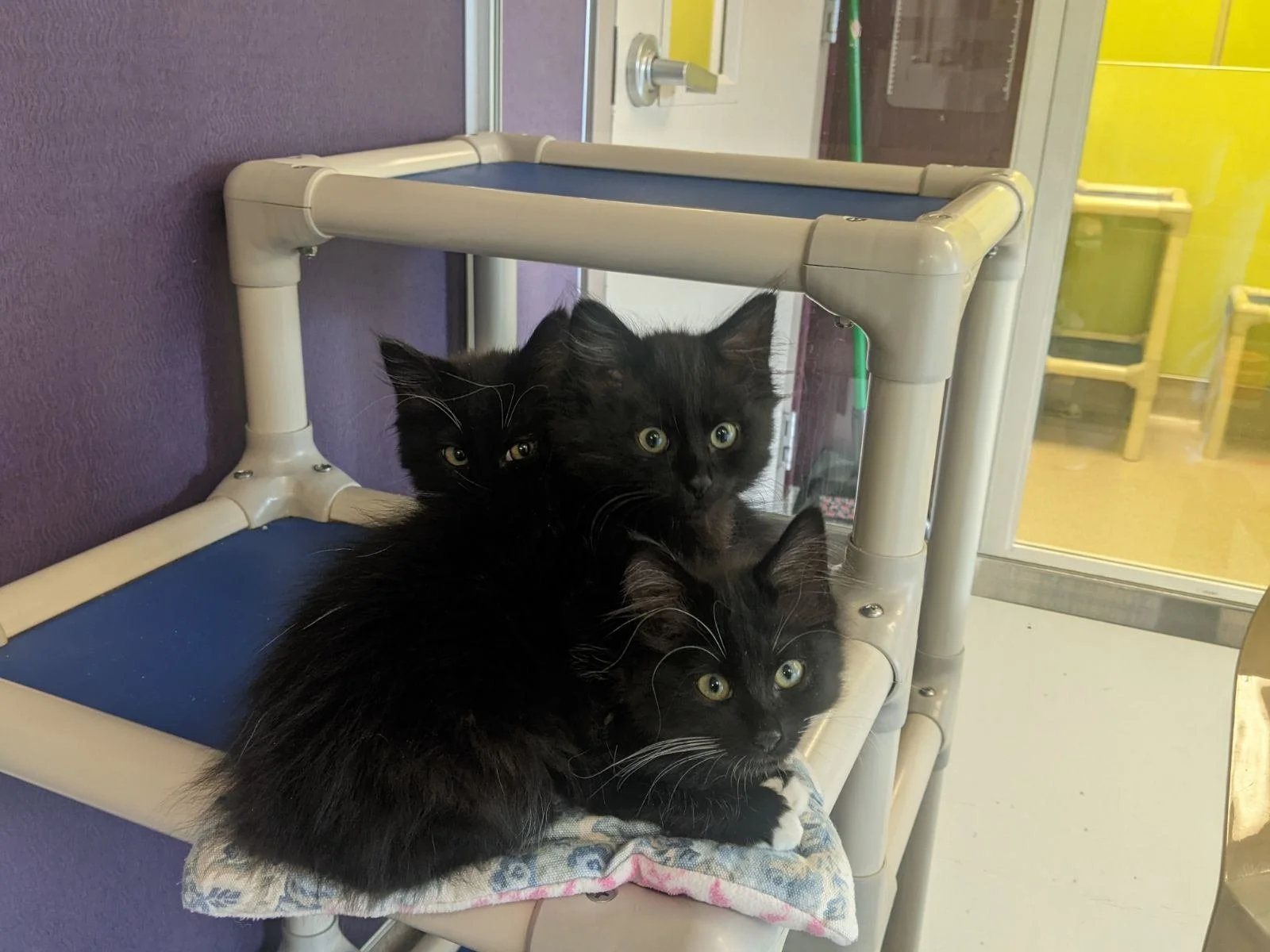 Kittens — Auburn Valley Humane Society