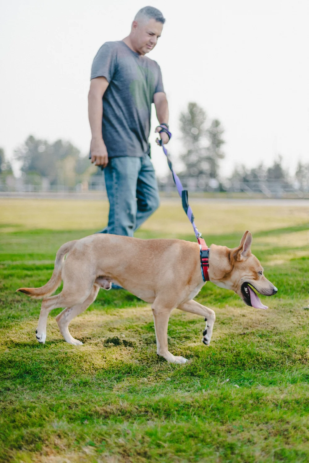Volunteer Training — Auburn Valley Humane Society