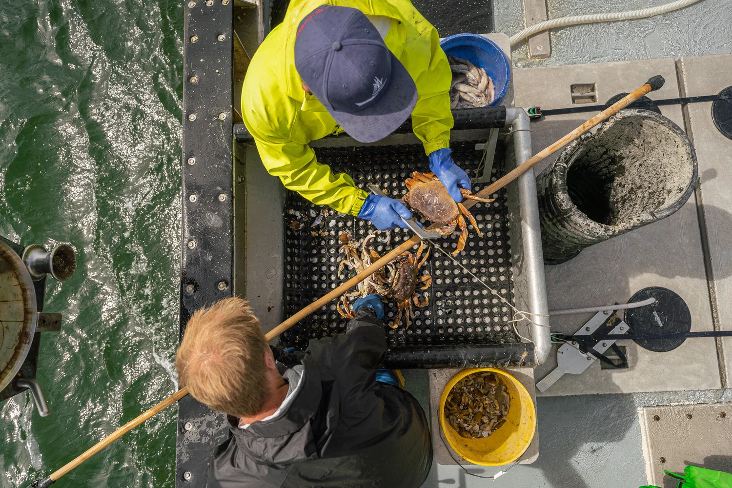 Dungeness Crab — Experience Westport, Washington
