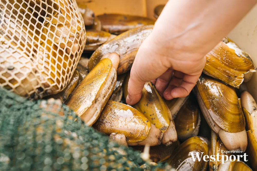 Razor Clams – Fun for all ages! — Experience Westport, Washington
