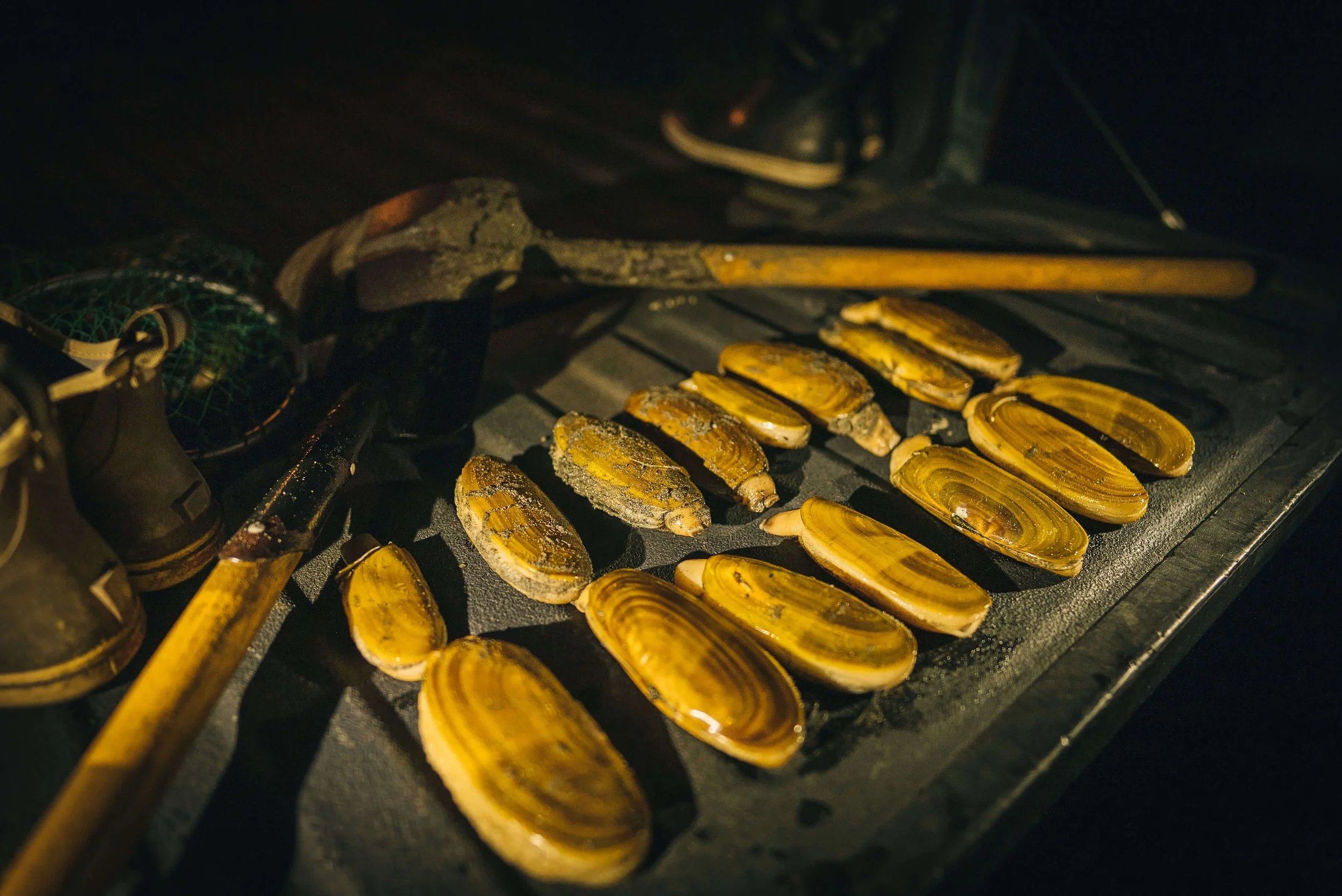 Experience Westport: Razor Clamming on the Washington Coast ...