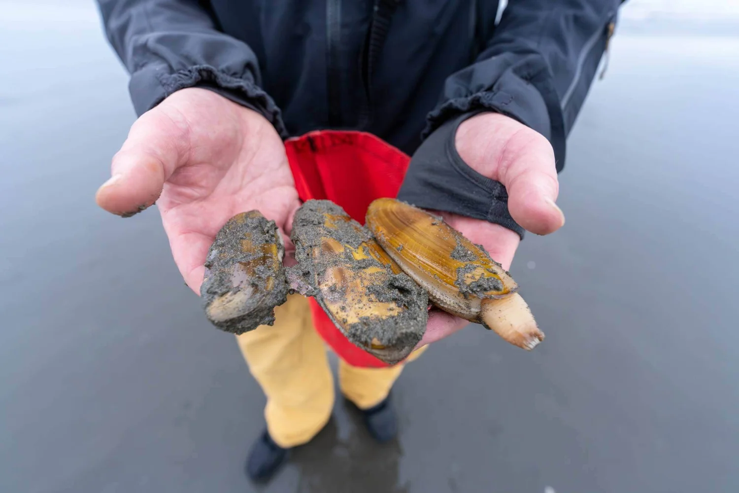 Razor Clamming 101: Do it for the chowder! — Experience Westport ...