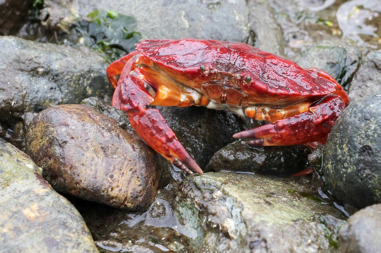 Crabbing 101: Your Guide to a Fun (and Delicious!) Westport Adventure ...