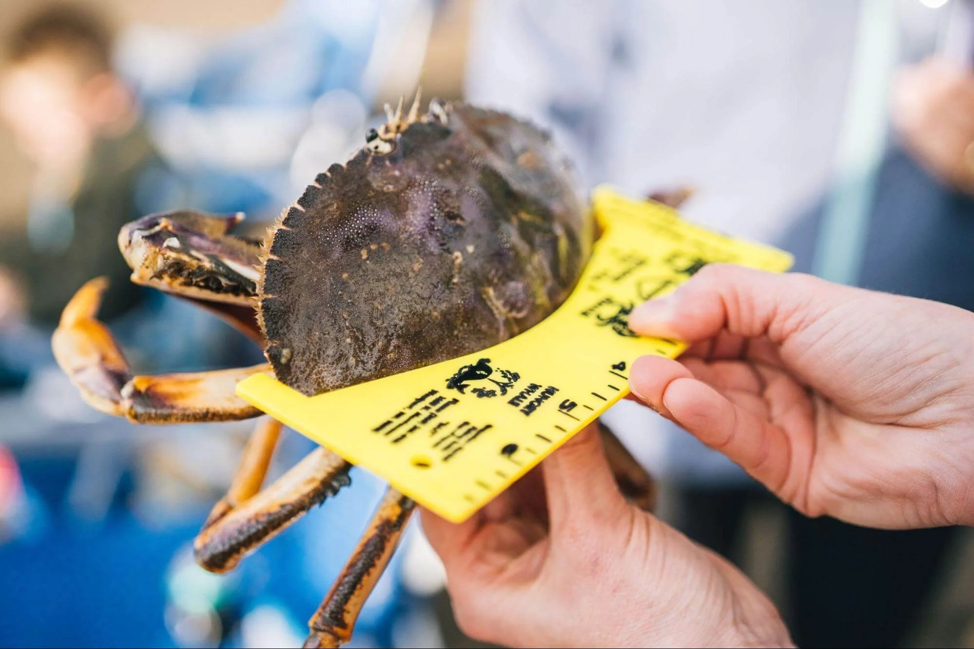 Crabbing 101: Your Guide to a Fun (and Delicious!) Westport Adventure ...