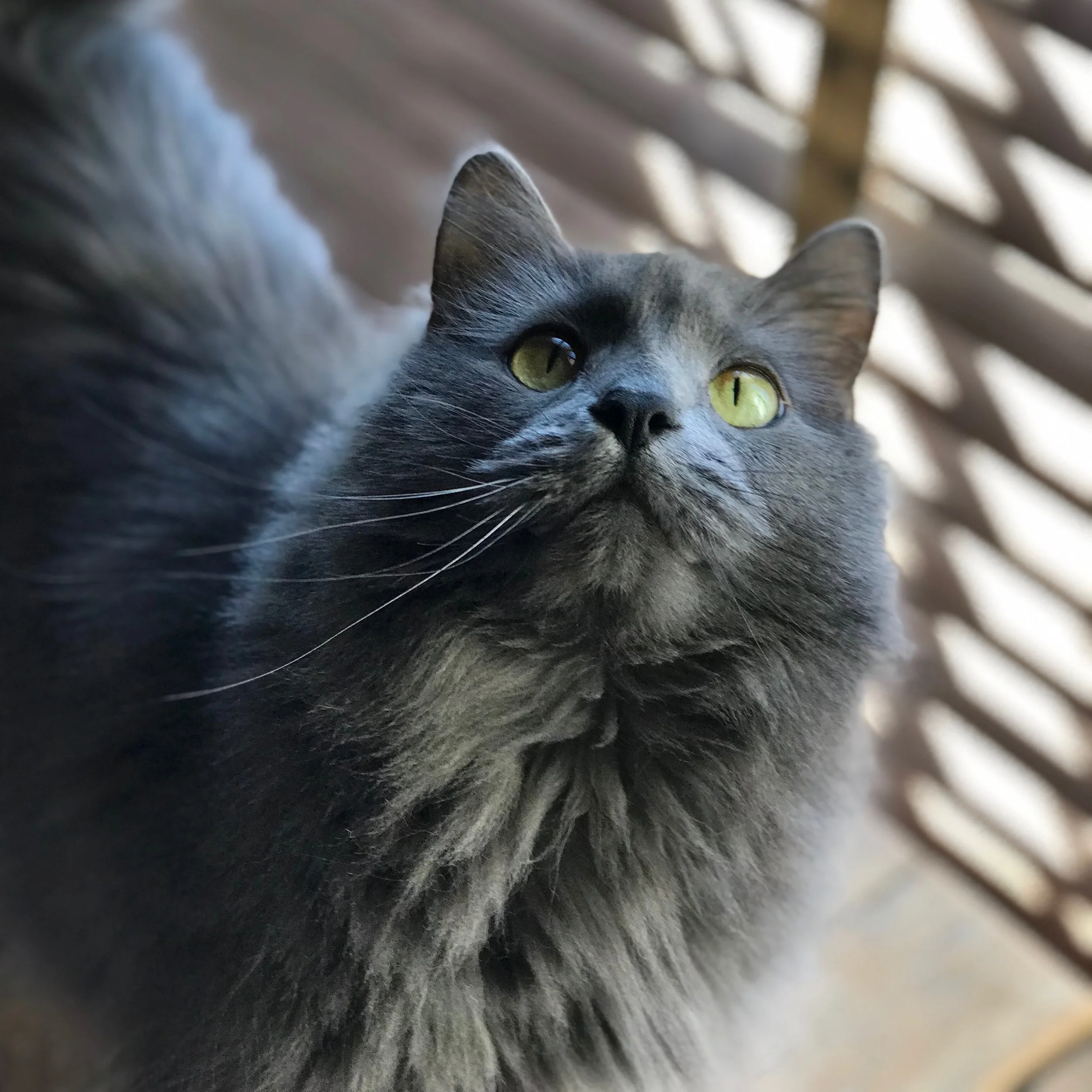 Dr. Laura Bransky, DVM