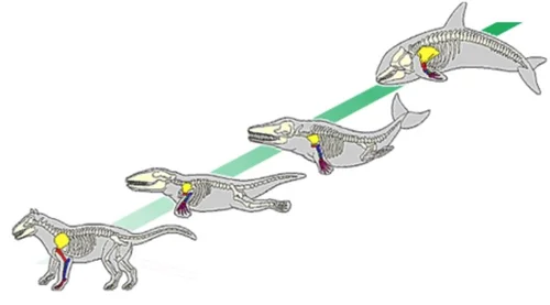 Did God Use Evolution and/or Progressive Creation? — Growing Christians ...