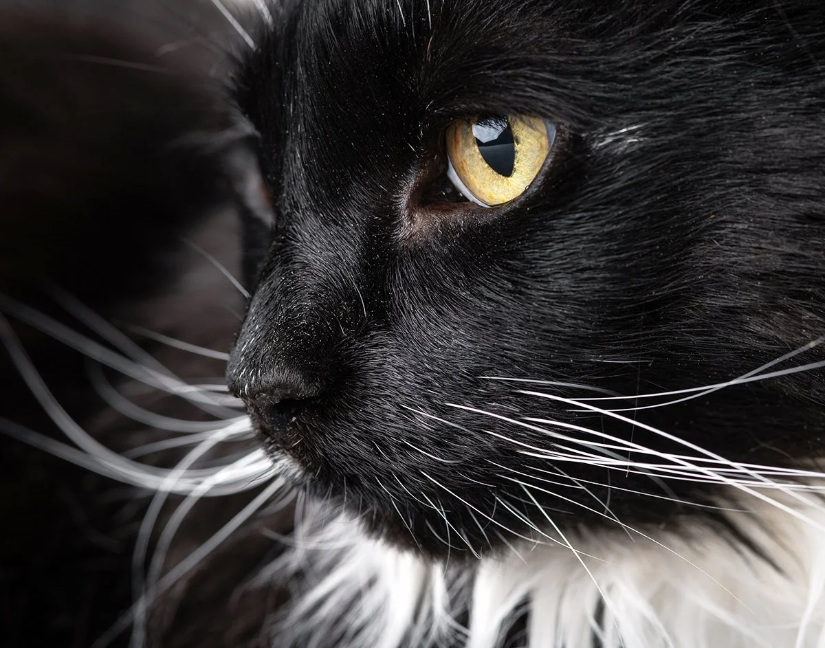 Yes! We do cat portraits too! — Urban Dog Studio | St Petersburg ...