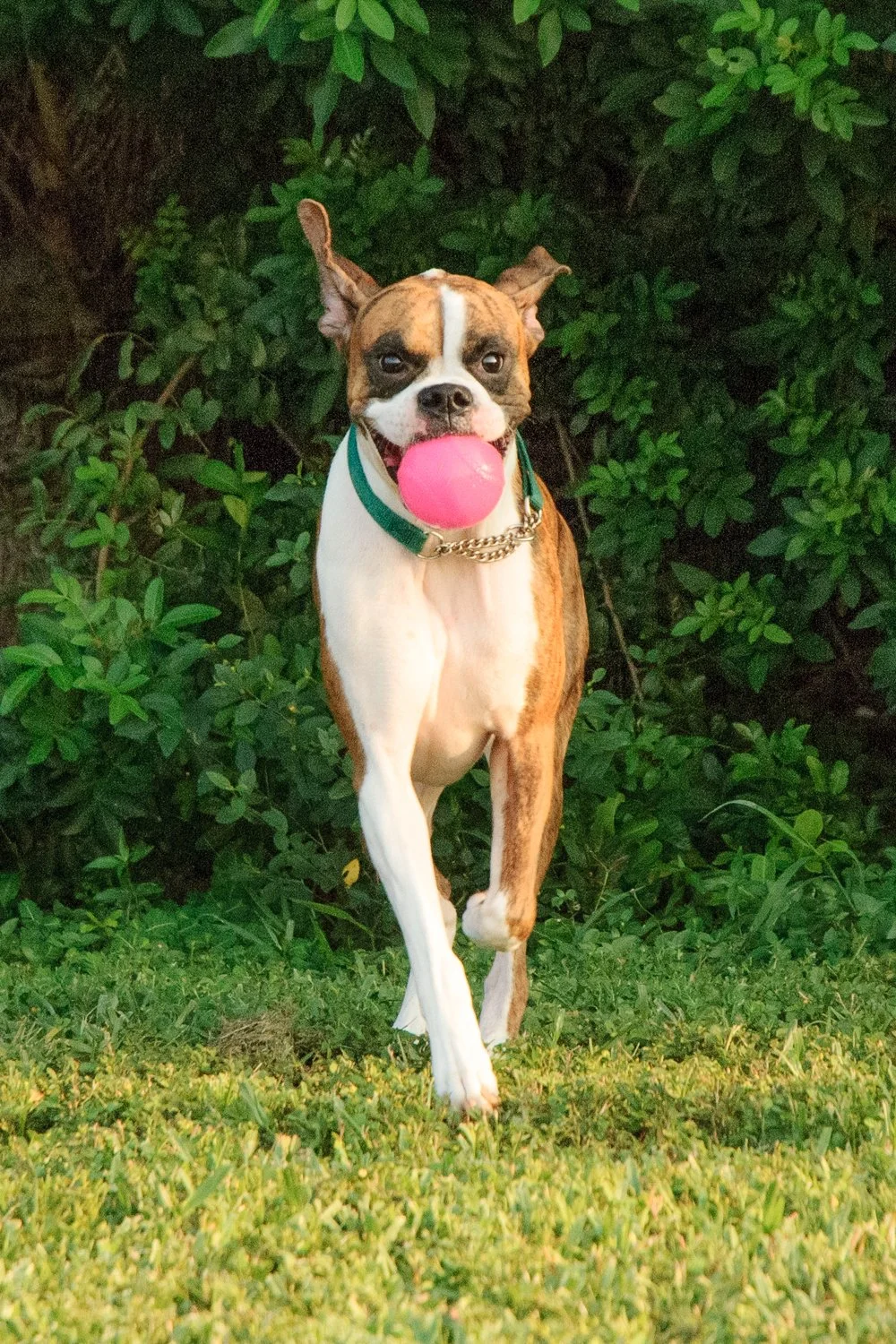 Why you need portraits of your pets, Tips for photographing your dog ...