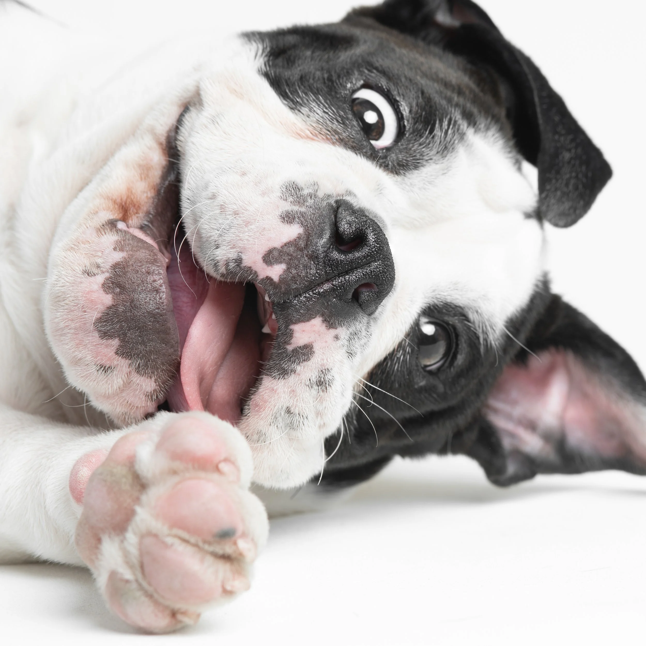 ST PETERSBURG PETS & HEADSHOTS — Urban Dog Studio | St Petersburg ...