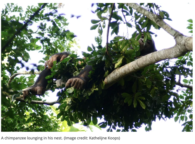 Of Bonobos, Chimps and the Evolution of Sleep — amy j hammer