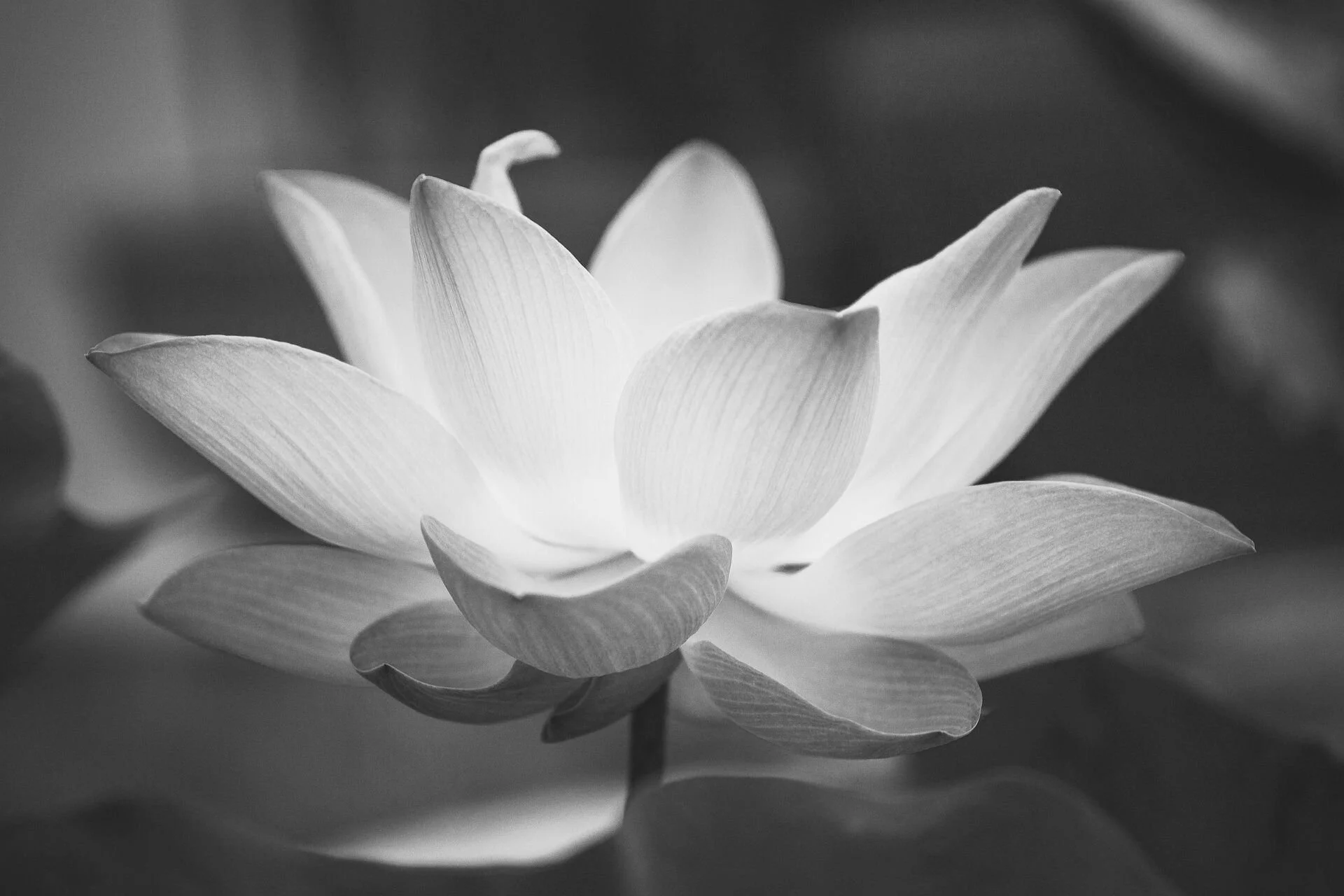 Thrive Postpartum, Couples and Family Therapy