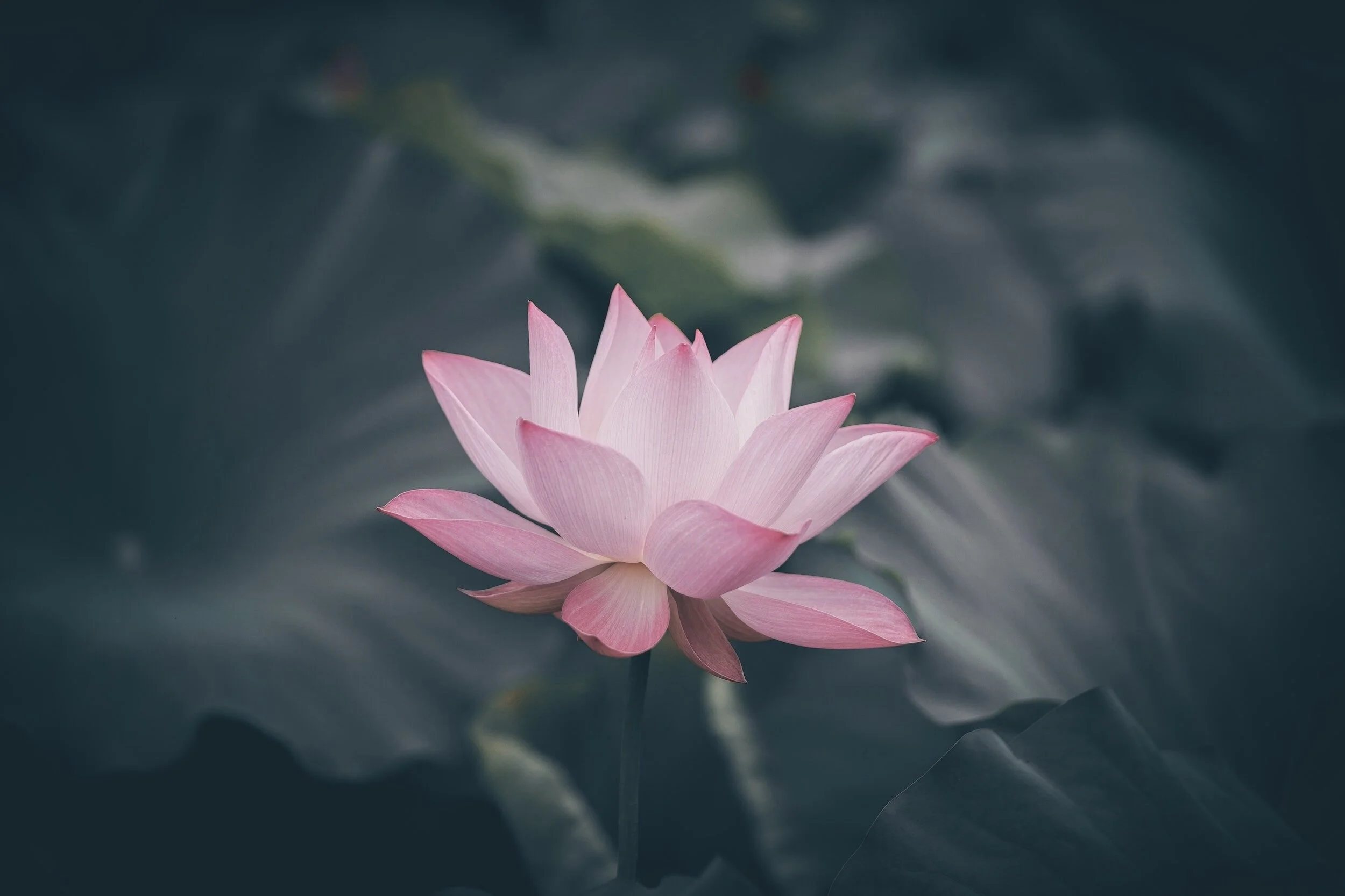 Thrive Postpartum, Couples and Family Therapy