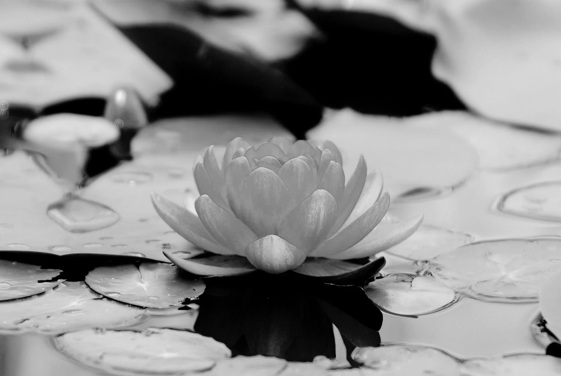 Thrive Postpartum, Couples and Family Therapy