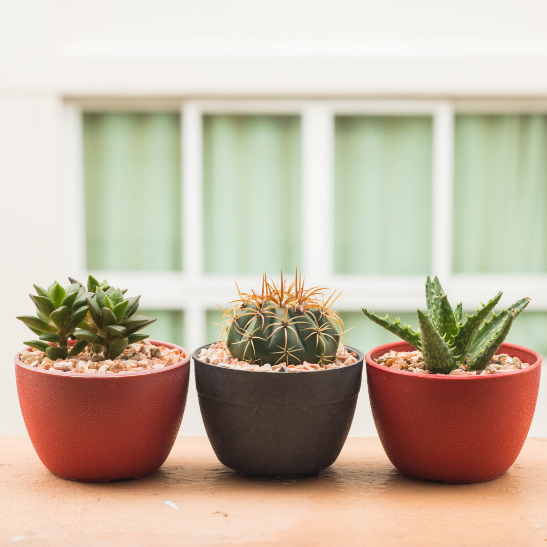 8 Best Indoor Plants For Beginners — Shades of Tatiana Media