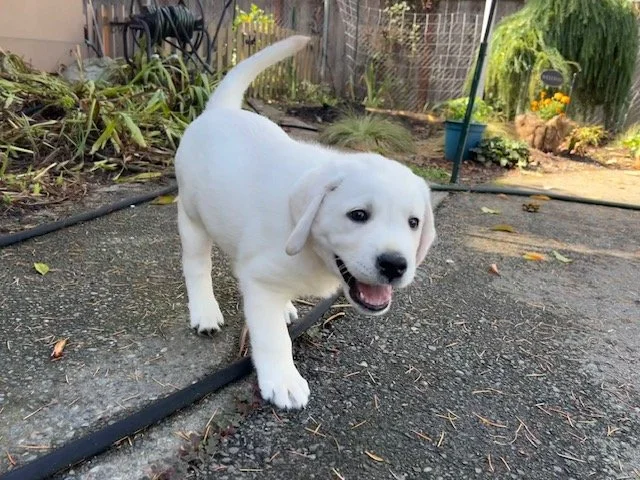 Our Puppies — J and J Labradors