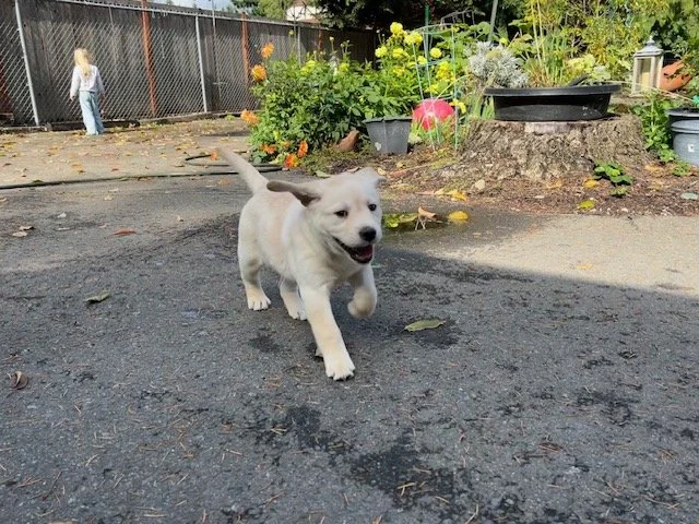 Our Puppies — J and J Labradors