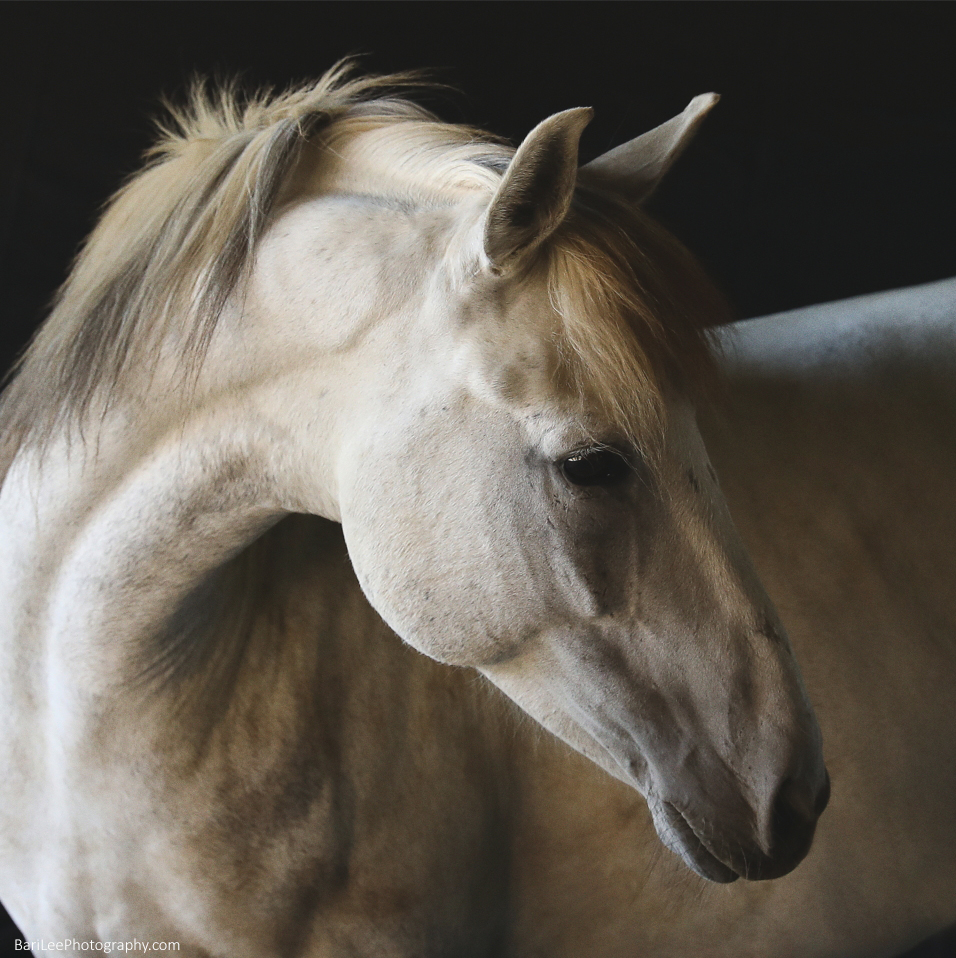 Horses’ Soul Photograph Color Art & Collectibles Photography etna.com.pe