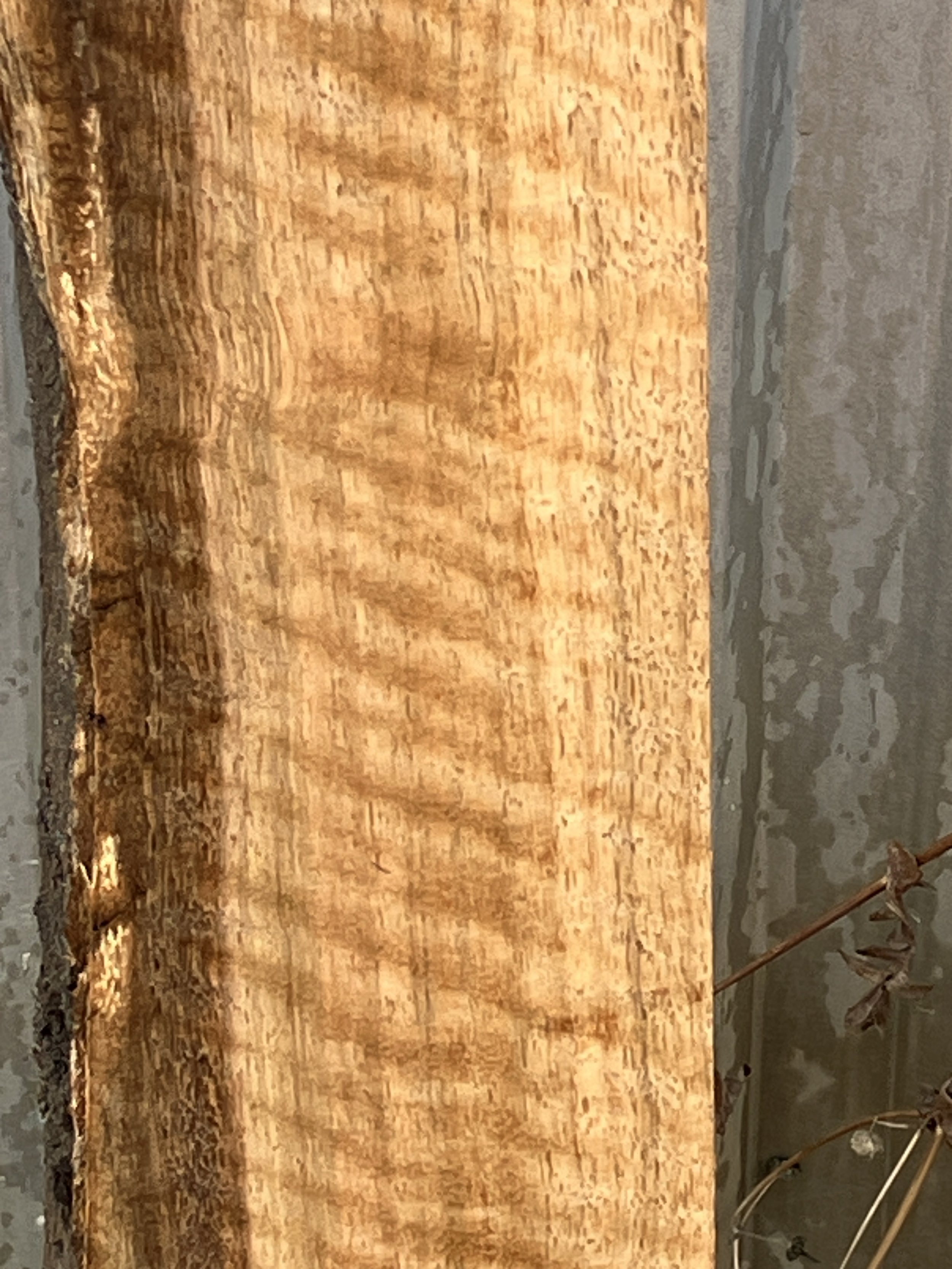 Sheoak, Marri, Tuart, Timber Slabs in Perth — The Fine Timber Company