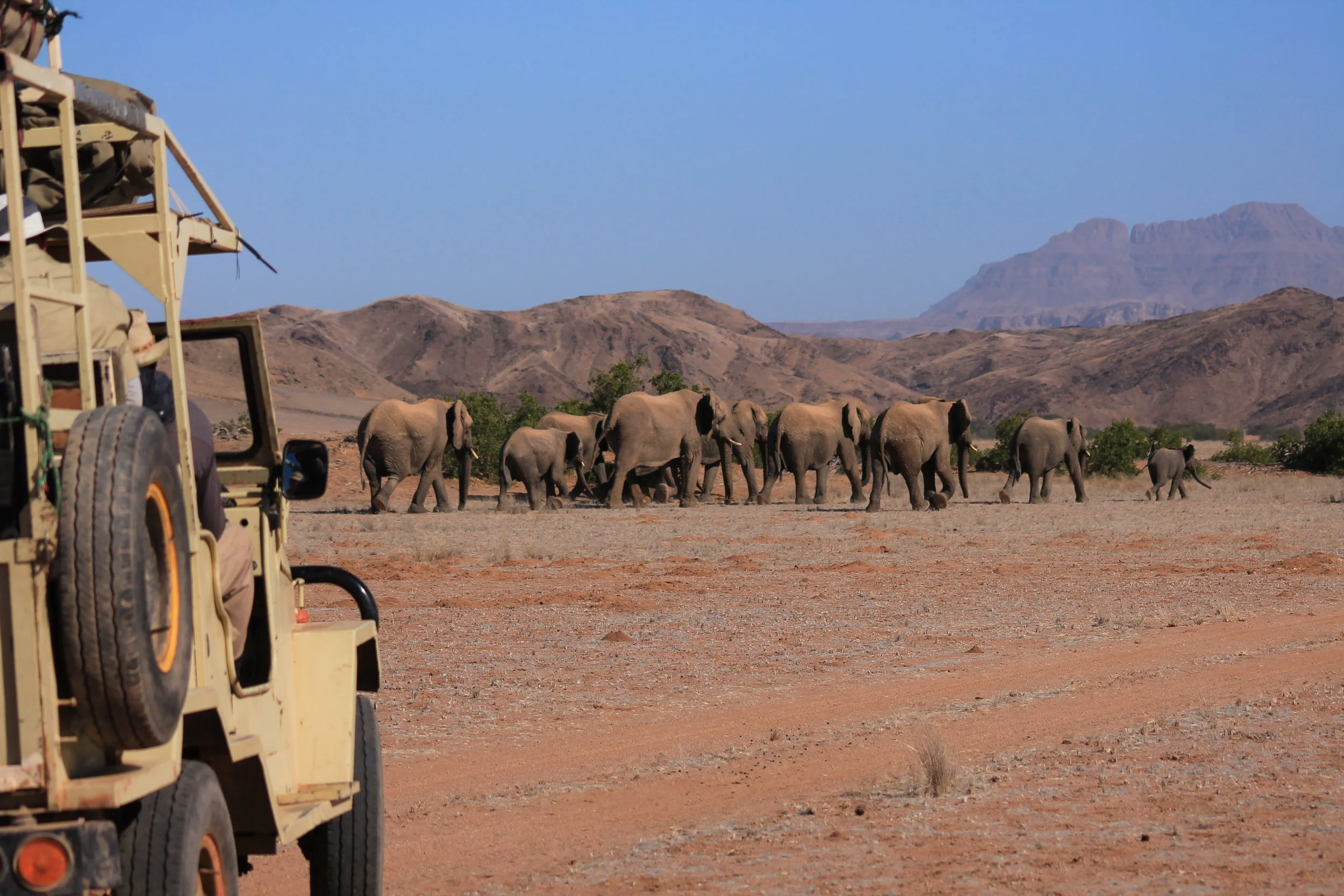 EHRA - Elephant Volunteering Project in Namibia, Africa