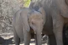 Learn about Desert Elephants