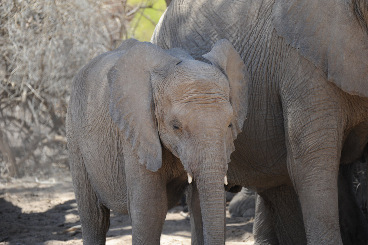 Learn about Desert Elephants