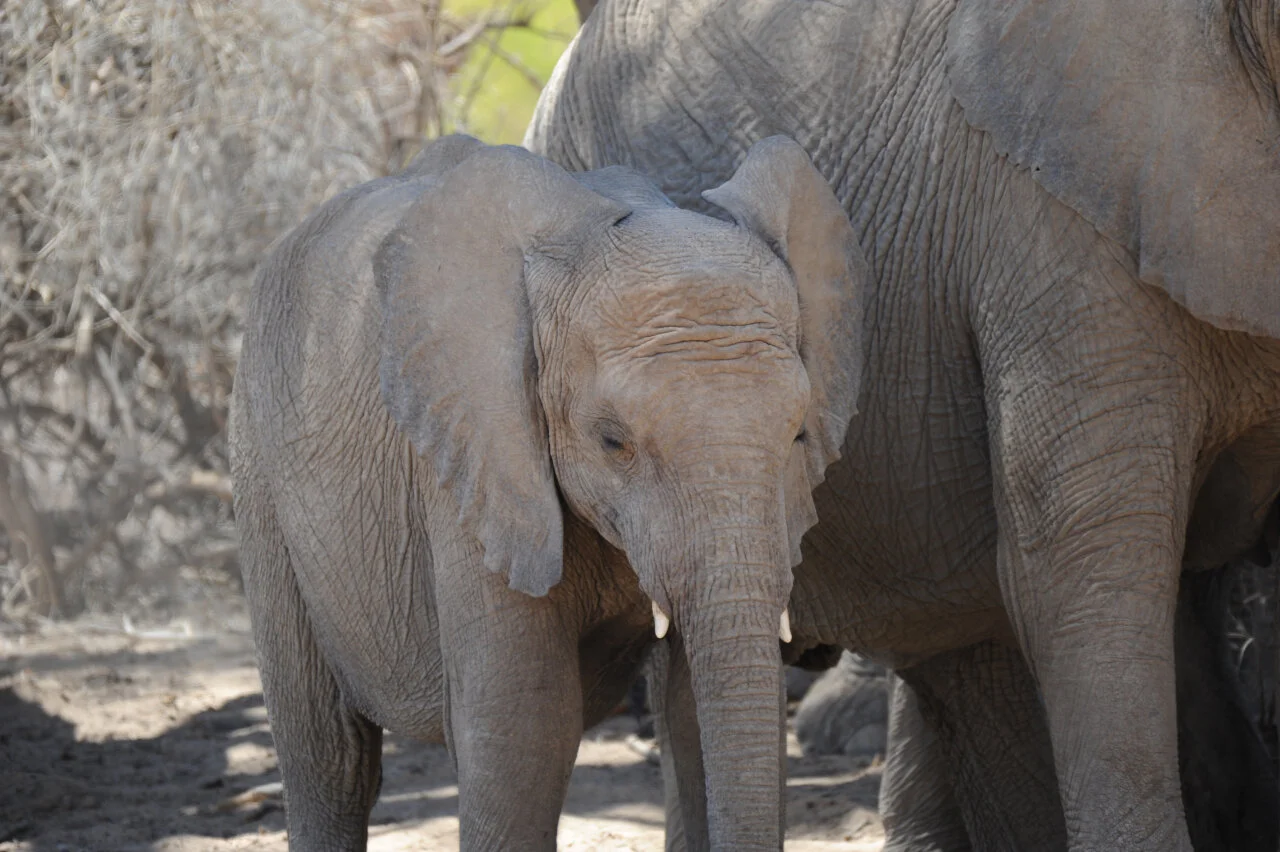 Learn about Desert Elephants