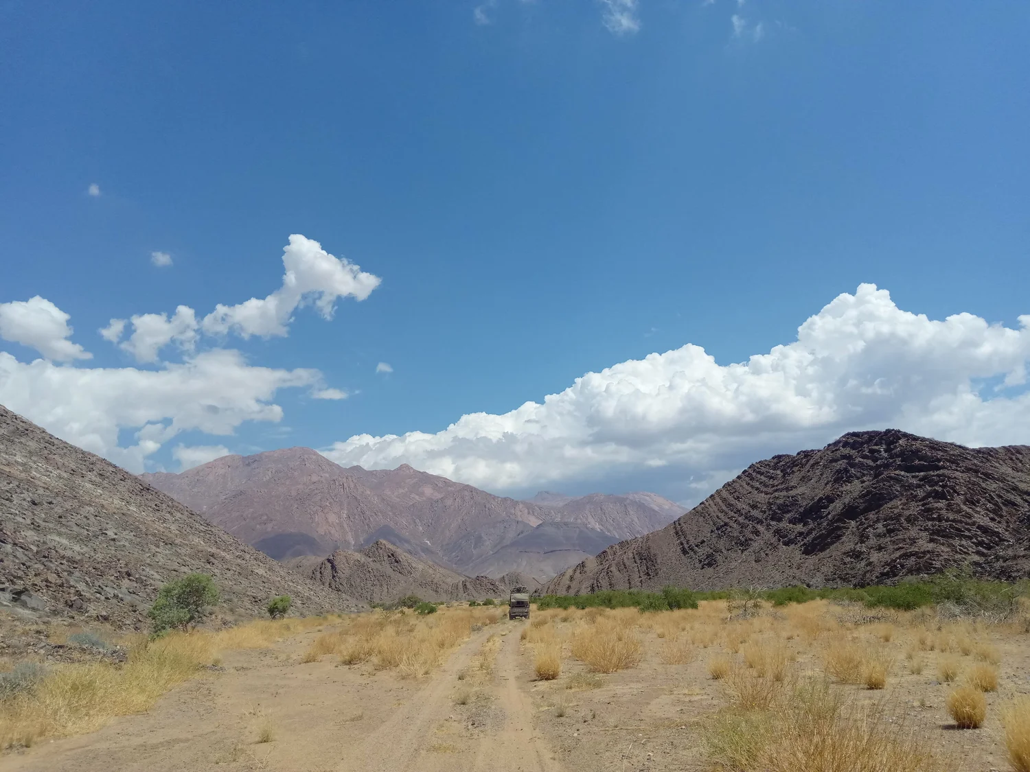 Learn about Desert Elephants