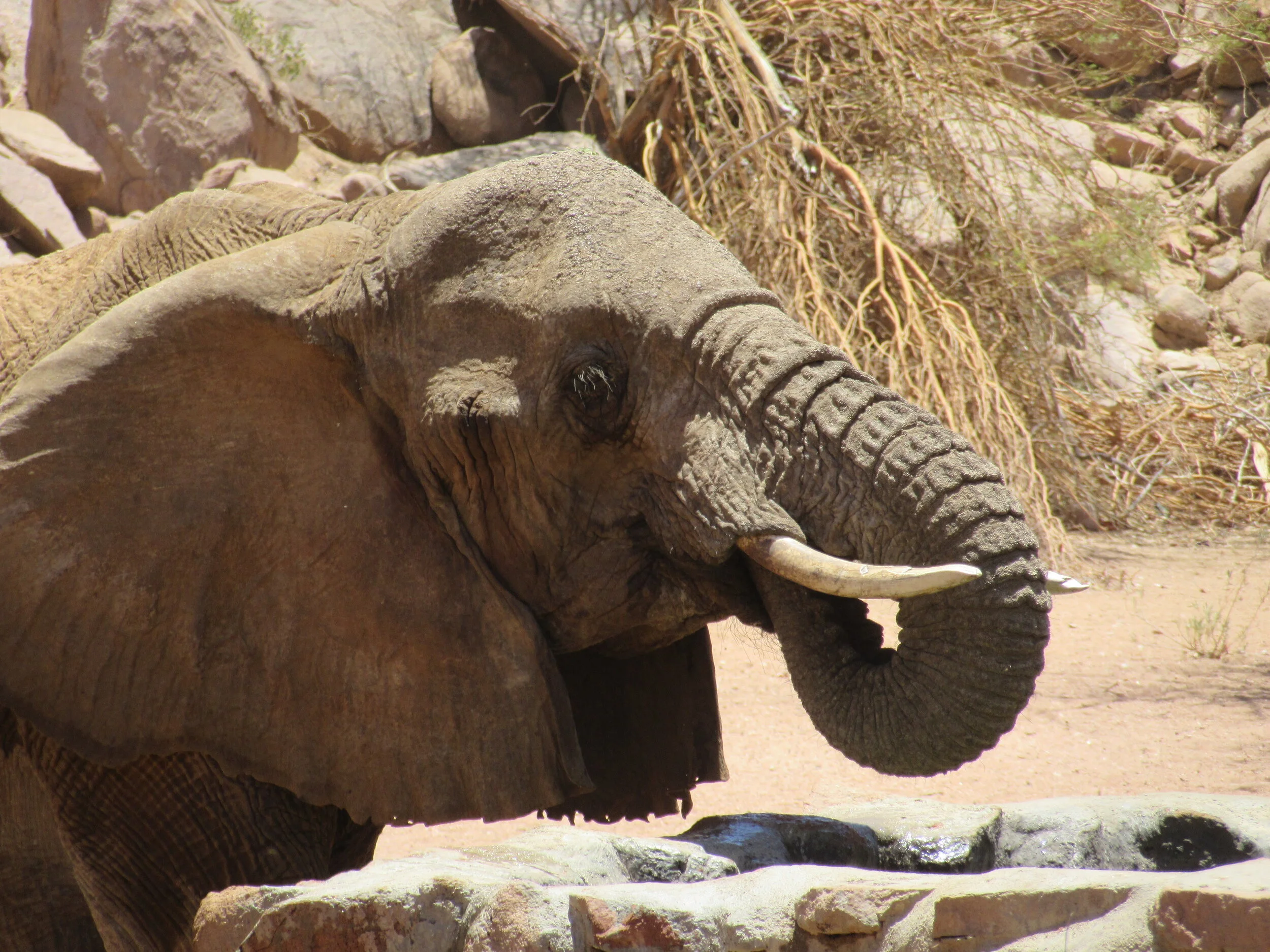 Learn about Desert Elephants