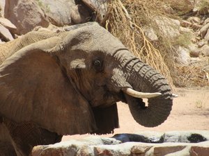 Learn about Desert Elephants