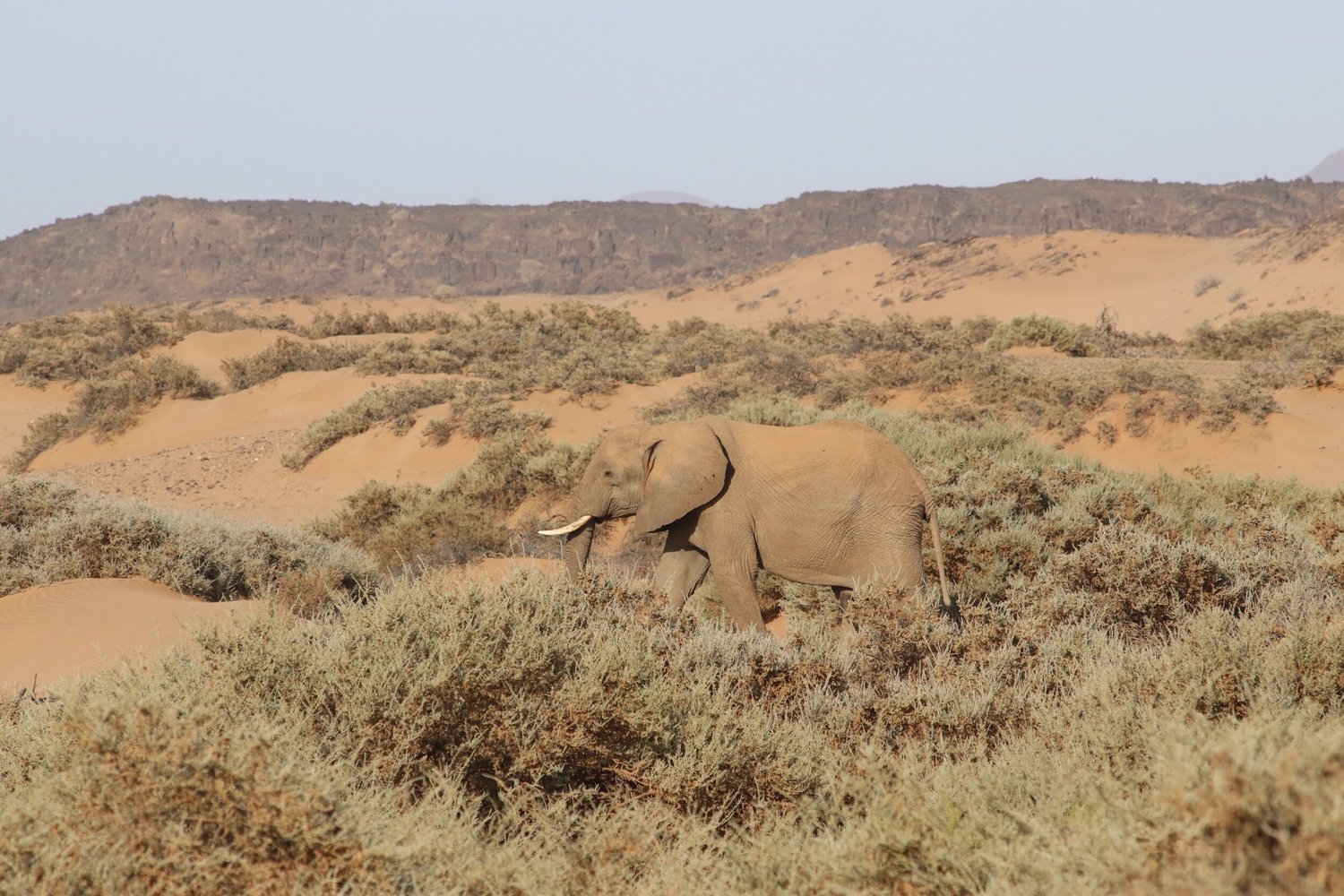 Desert Elephant Anatomy
