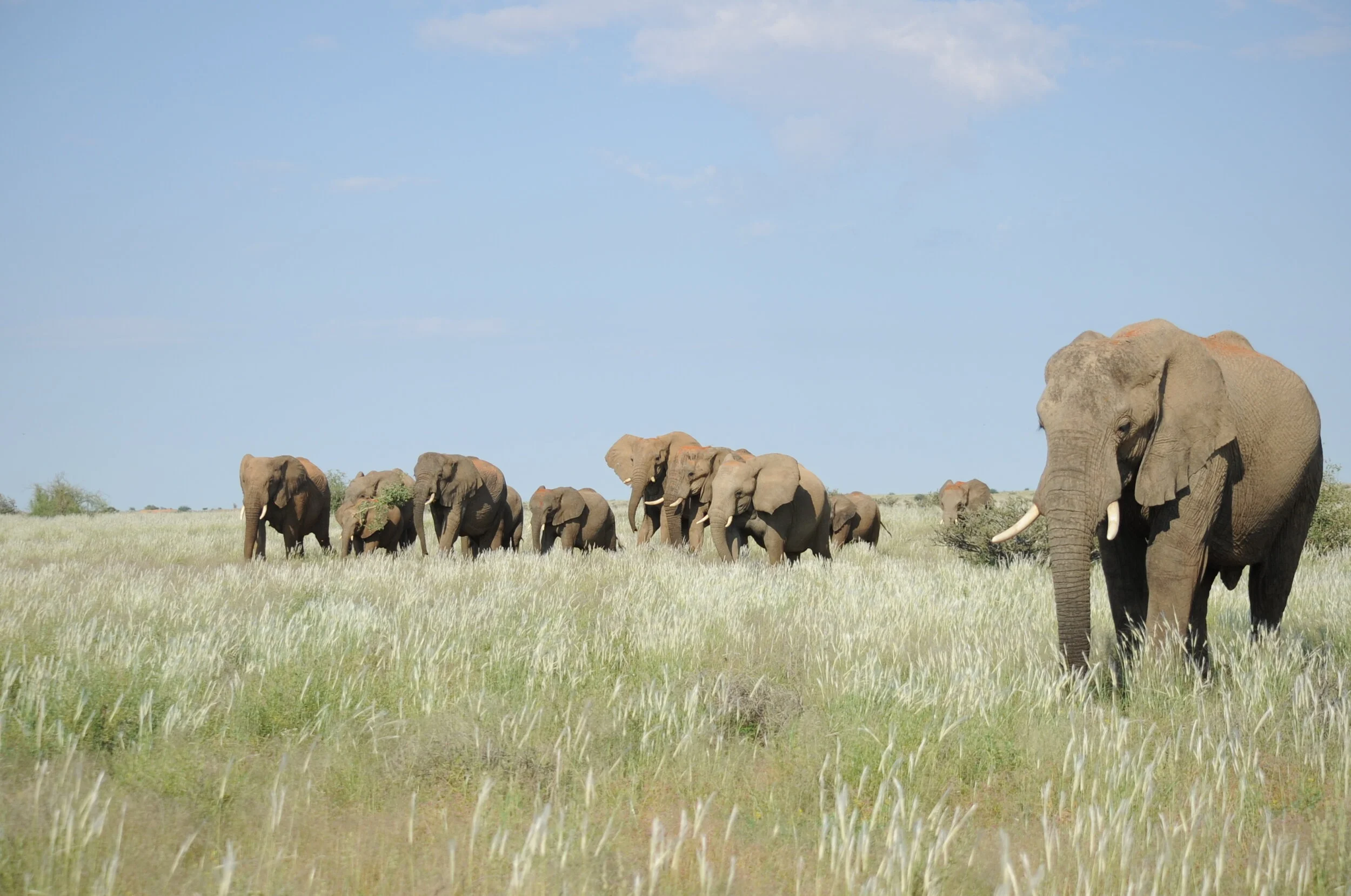 Volunteer with Elephants in Namibia, Africa | Elephant-Human Relations Aid