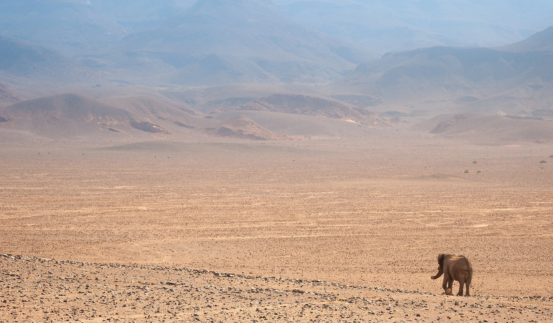 Volunteer with Elephants in Namibia, Africa | Elephant-Human Relations Aid