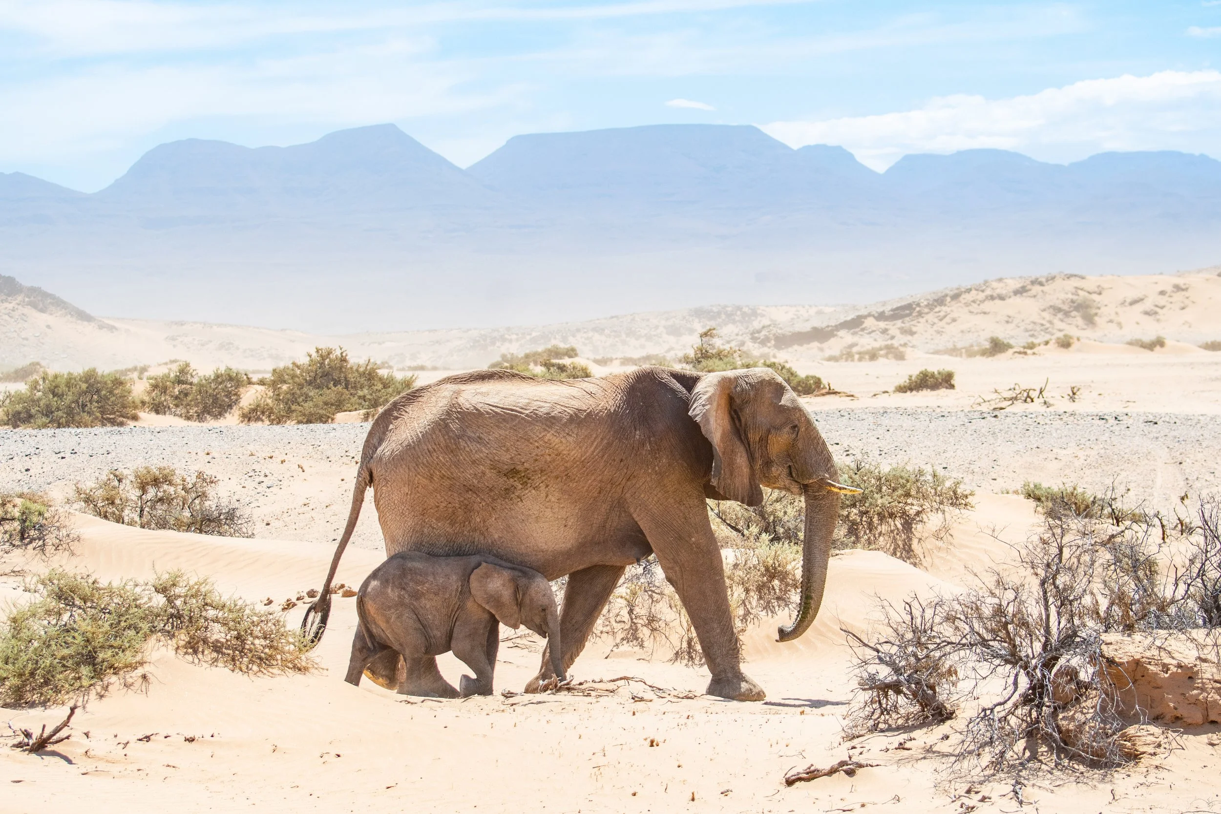 Volunteer with Elephants in Namibia, Africa | Elephant-Human Relations Aid