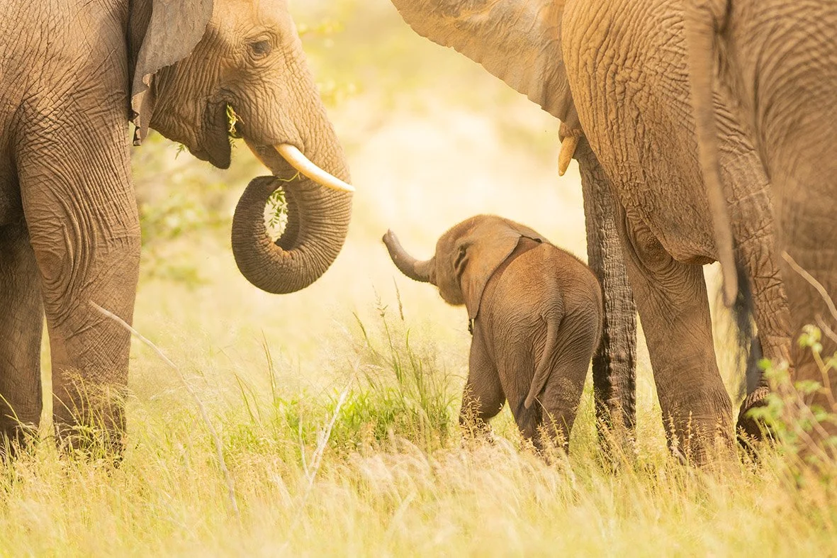 EHRA - Elephant Volunteering Project in Namibia, Africa