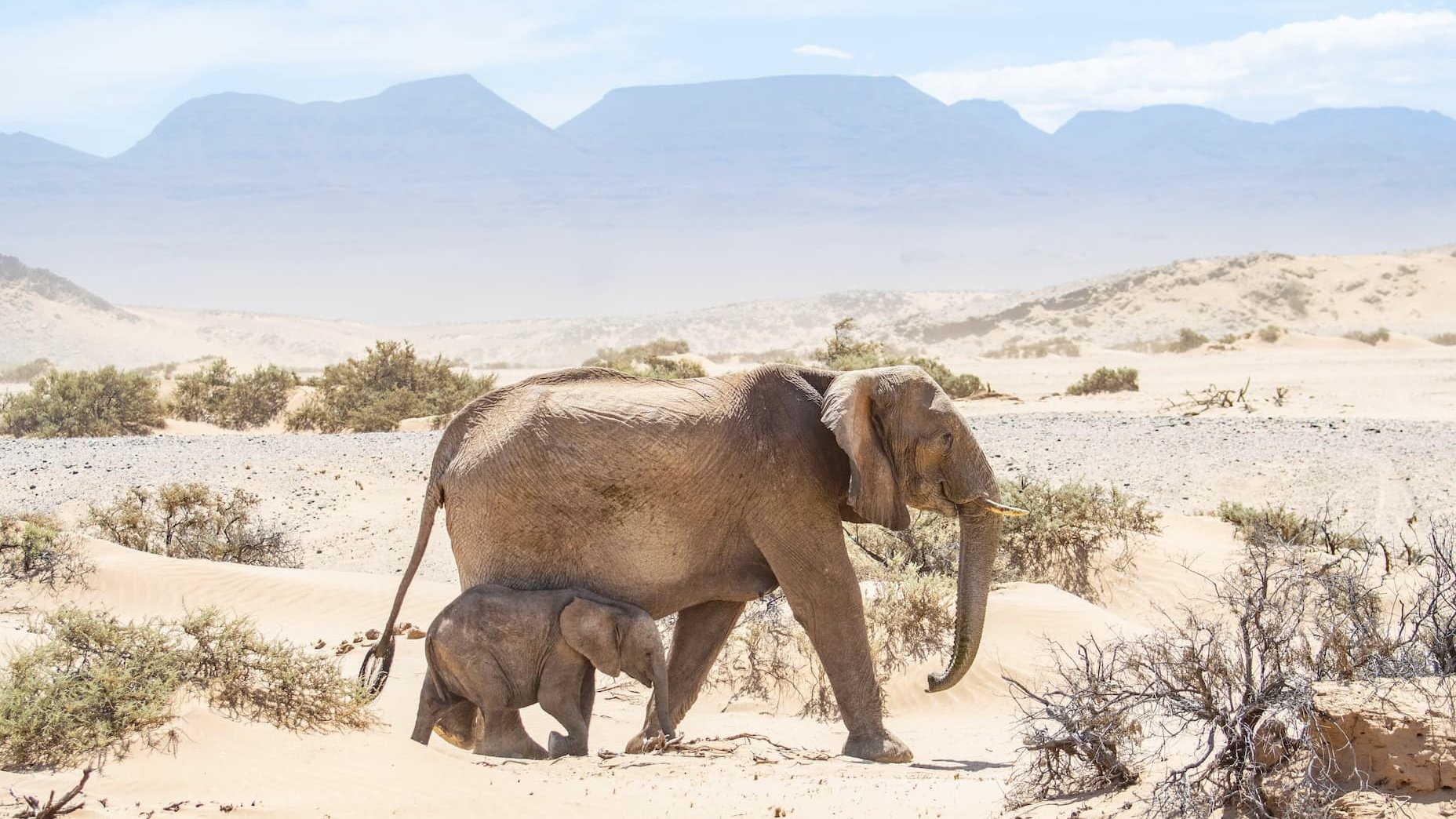 Volunteer with Elephants in Namibia, Africa | Elephant-Human Relations Aid