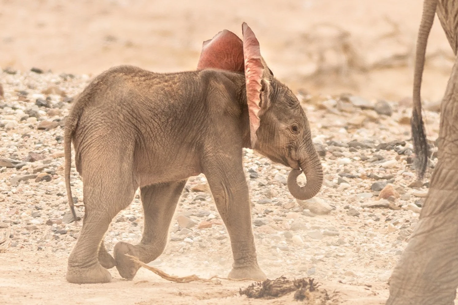 Choose your elephant