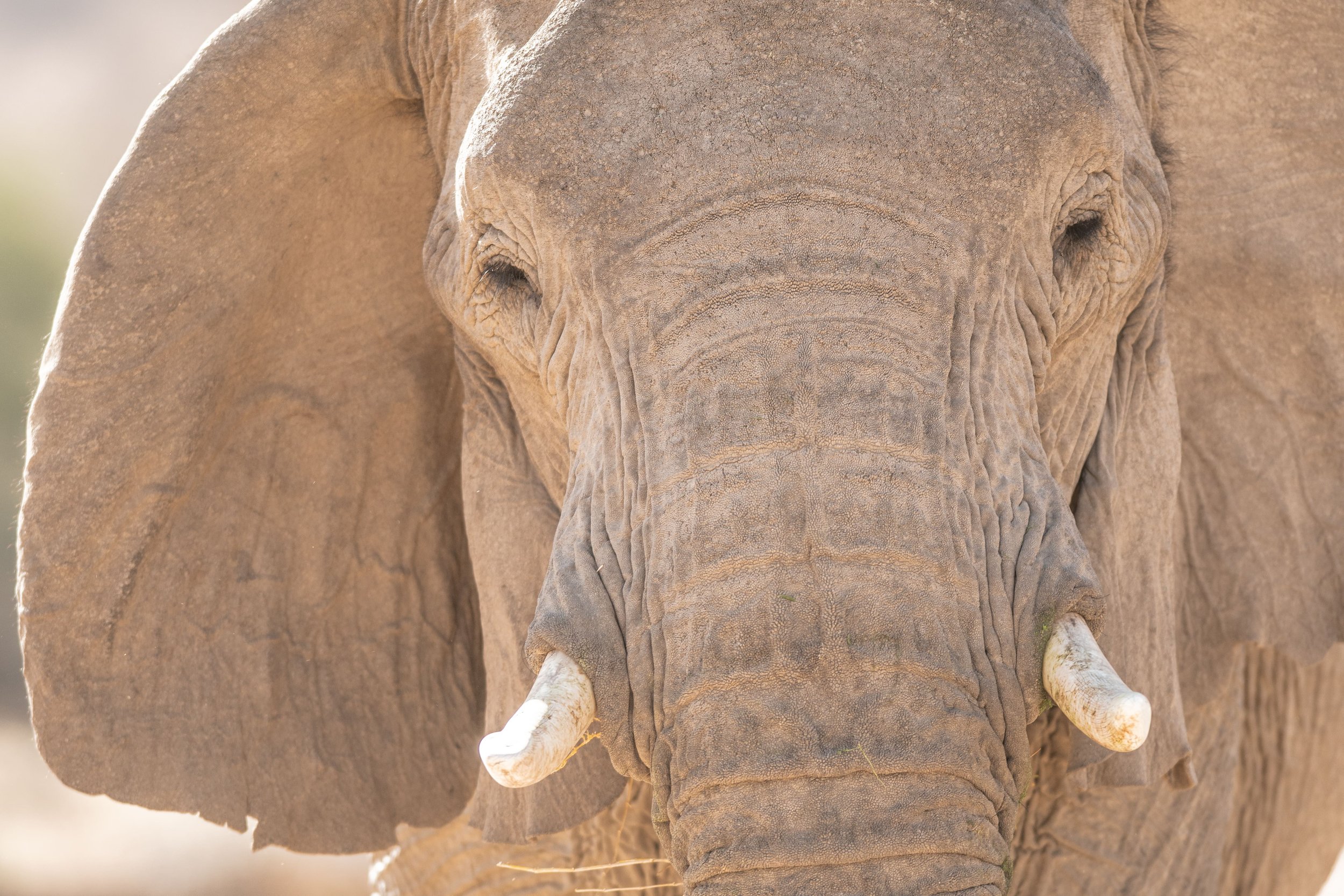 Choose your elephant