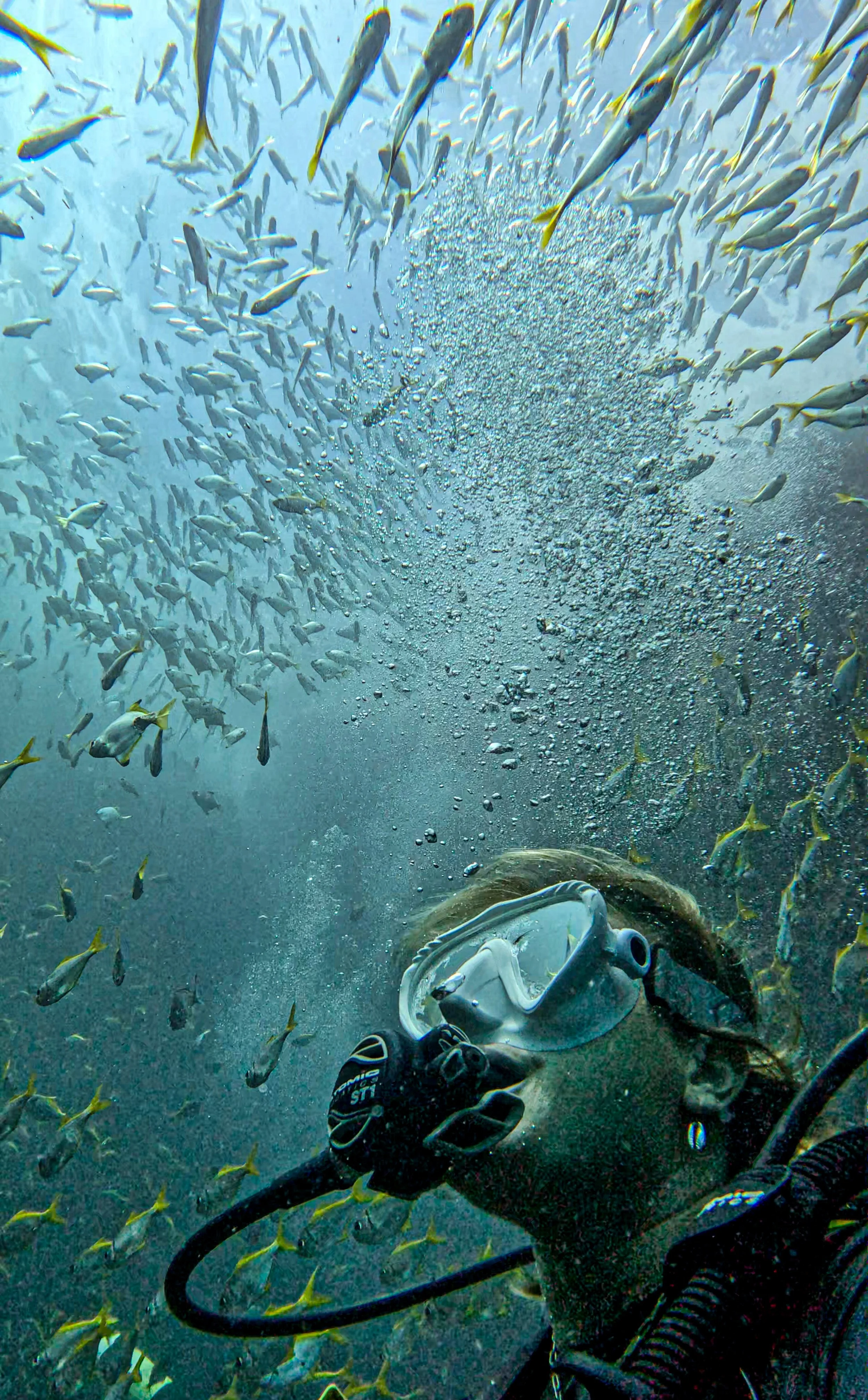 Mountains to Seas Adventures - Diving, Boating, Snorkeling, Gear ...