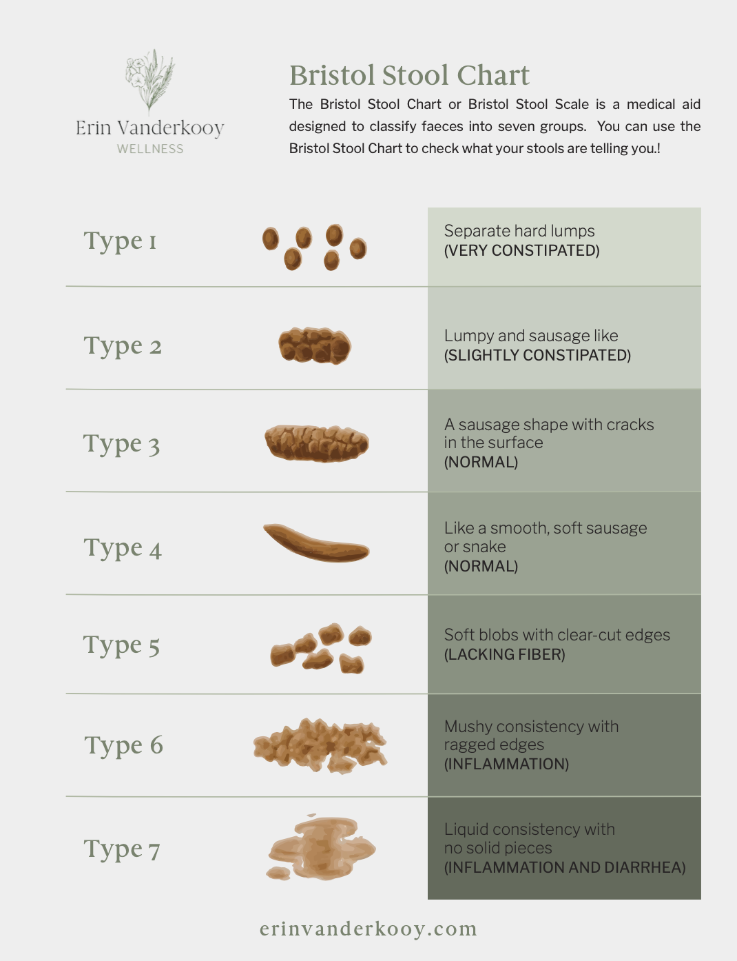 Bristol Stool Chart — Erin Vanderkooy Wellness